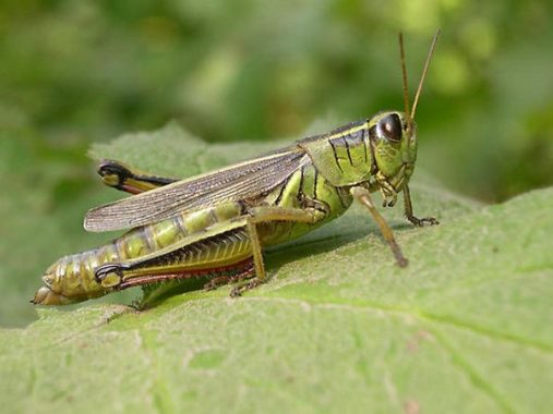 Con cào cào số mấy? Khám phá ý nghĩa giấc mơ thấy cào cào